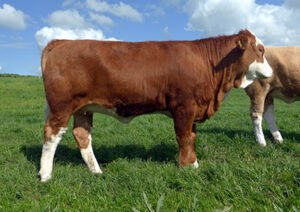 Polled Simmental Cows 2022 → Famous Bloodlines and Colors