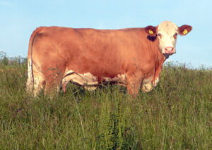 Polled Simmental Cows 2023 → Famous Bloodlines and Colors