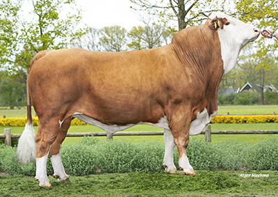 Simmental Semen For Sale 2024 → Famous Bloodlines and Colors | Fedal ...