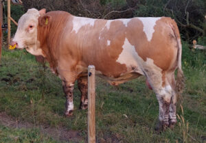 Simmental Cattle Characteristics