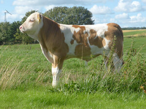 Polled Simmental Bulls 2024 - Youngsters → Famous Genetics and Colors