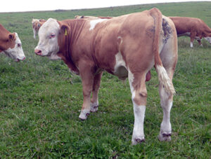 Polled Simmental Bulls 2024 - Youngsters → Famous Genetics and Colors