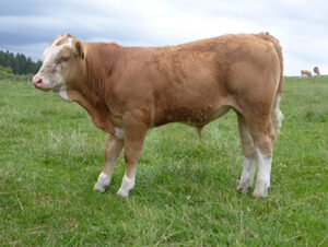 Polled Simmental Bulls 2024 - Youngsters → Famous Genetics and Colors