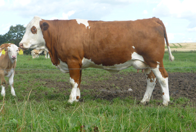 Polled Simmental Cows 2024 → Famous Bloodlines and Colors | 1766